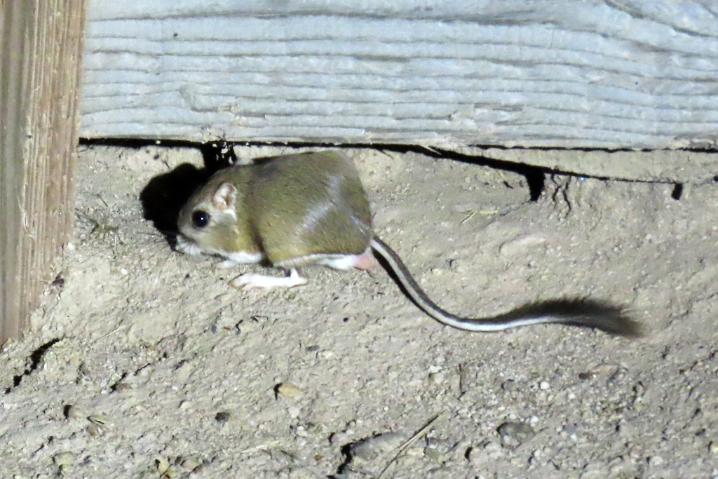 Kangaroo Rats from Cochise County, AZ, USA on July 25, 2021 at 11:13 PM ...