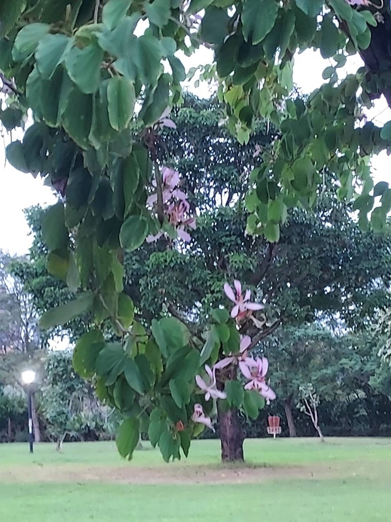 Orchid Tree by 辜建穎 · iNaturalist