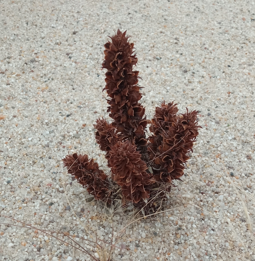 desert broomrape from 21510 B.C., México on November 30, 2023 at 08:40 ...