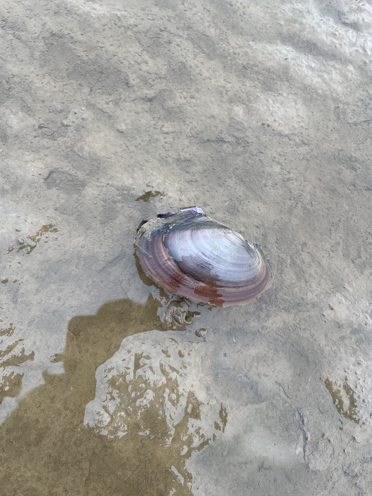 Pink Papershell from Eufaula Lake, Henryetta, OK, US on December 2 ...