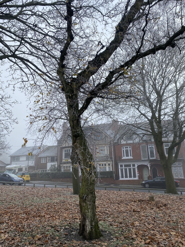 birch family from Buffery Park, Dudley, England, GB on December 2, 2023 ...