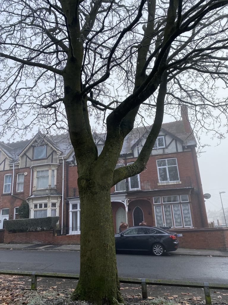 flowering plants from Buffery Park, Dudley, England, GB on December 2 ...