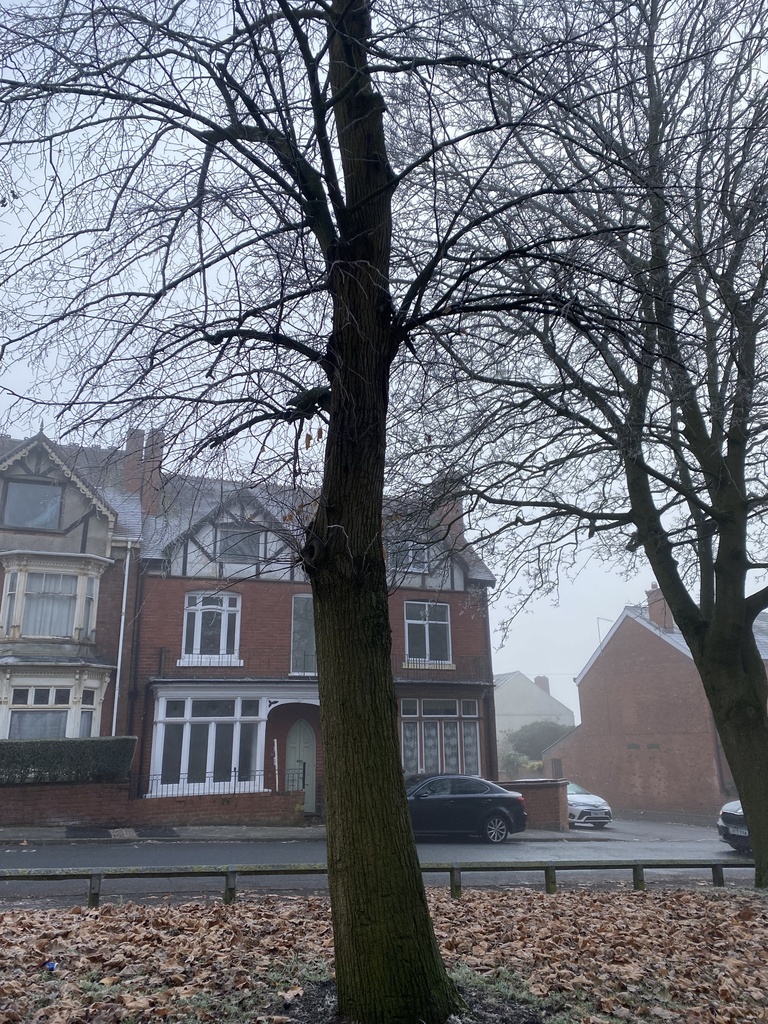 flowering plants from Buffery Park, Dudley, England, GB on December 2 ...