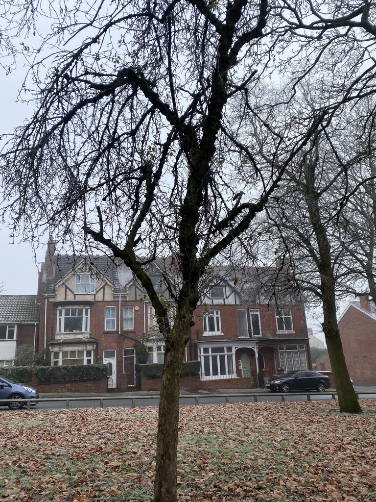 flowering plants from Buffery Park, Dudley, England, GB on December 2 ...