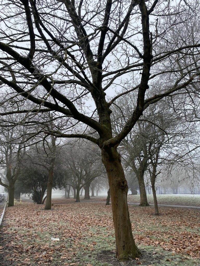 flowering plants from Buffery Park, Dudley, England, GB on December 2 ...