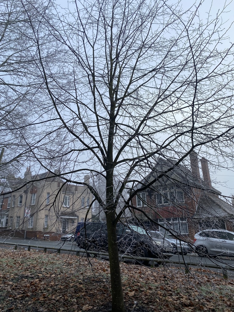 flowering plants from Buffery Park, Dudley, England, GB on December 2 ...