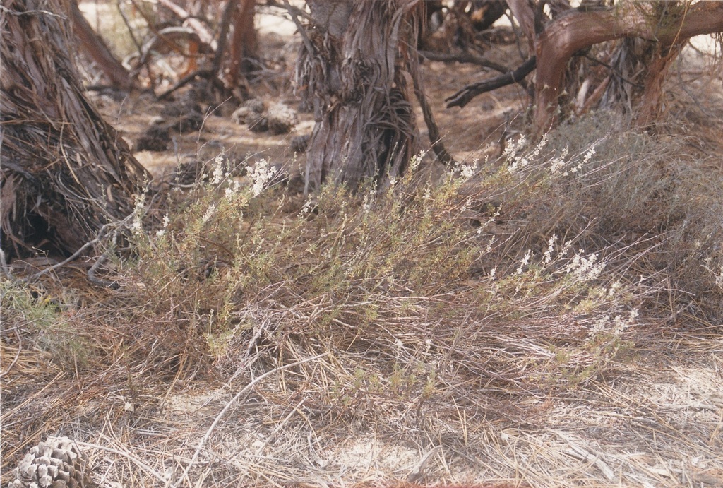 ringed-stem bastard-sage from Riverside County, CA, USA on September 12 ...