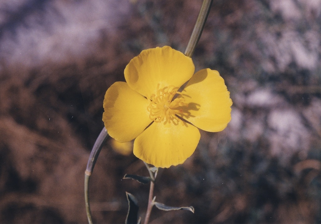 Bush Poppy from Riverside County, CA, USA on September 12, 1999 at 11: ...