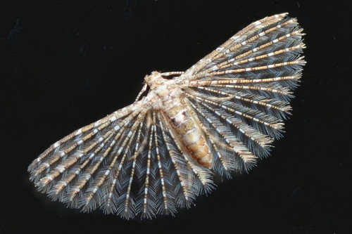 Alucita pygmaea · Naturalista Costa Rica