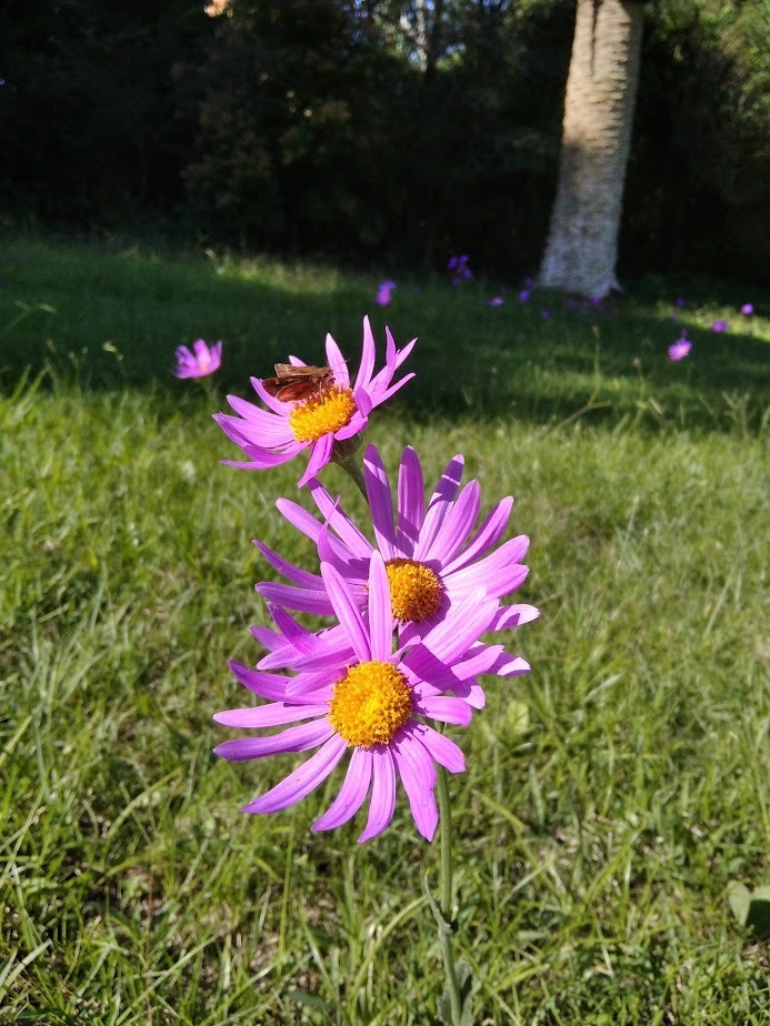 Senecio pulcher from Departamento de Rocha, Uruguay on March 11, 2021 ...