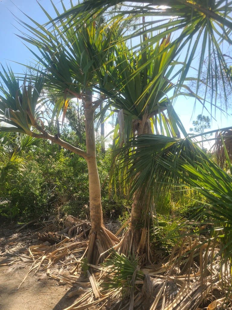 Common screwpine from Punta Gorda, FL, USA on December 2, 2023 at 12:11 ...