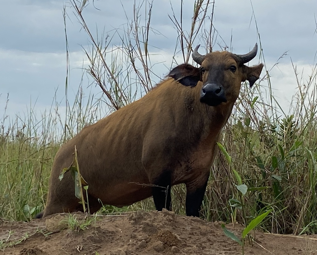 Forest Buffalo in November 2023 by Kerri DuPreez · iNaturalist