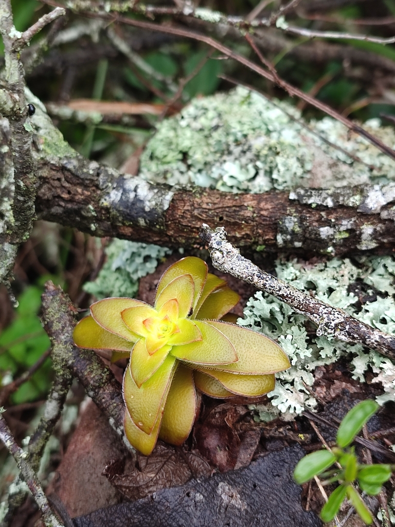 Crassula capitella meyeri from Zwelibomvu, Mangangeni, 3614, South ...