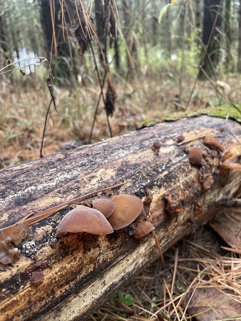 Jelly Tree Ear from S Stivers Rd, Germantown, OH, US on December 2 ...