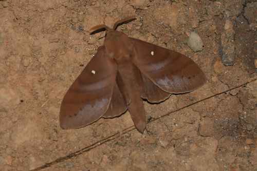 Kunugia placida · iNaturalist