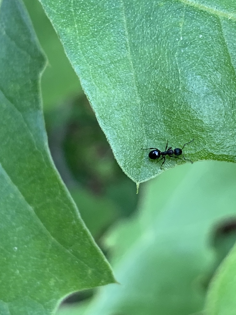 Dolichoderus plagiatus from Riverside, NY 11901, USA on June 10, 2023 ...