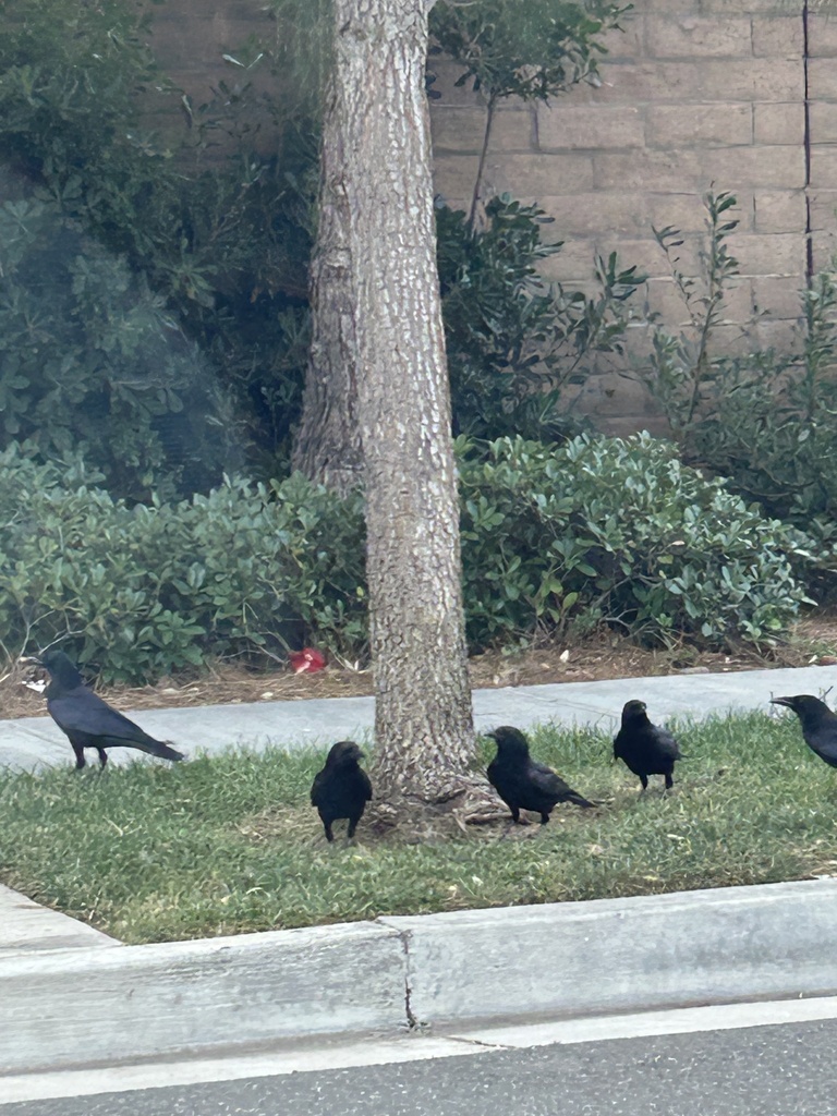 American Crow from Magnolia, Irvine, CA, US on November 26, 2023 at 02: ...