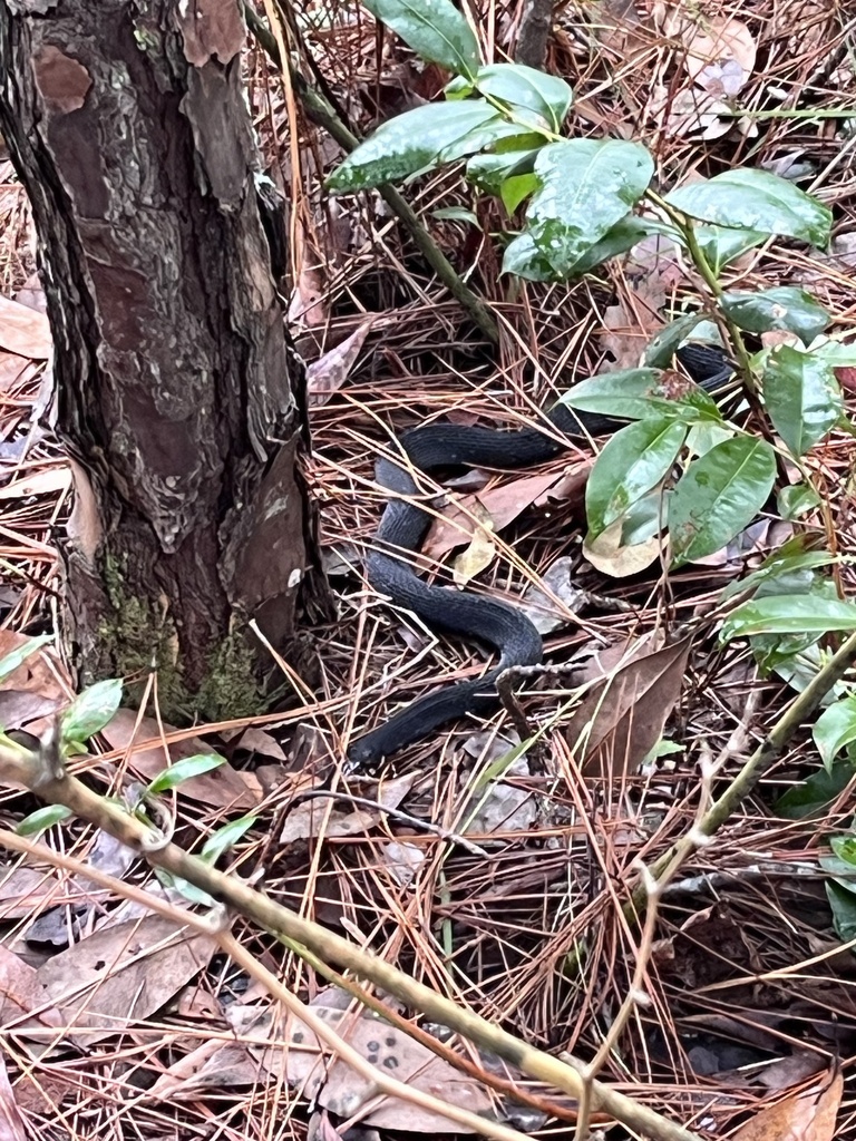 Florida Watersnake from University of North Florida, Jacksonville, FL ...