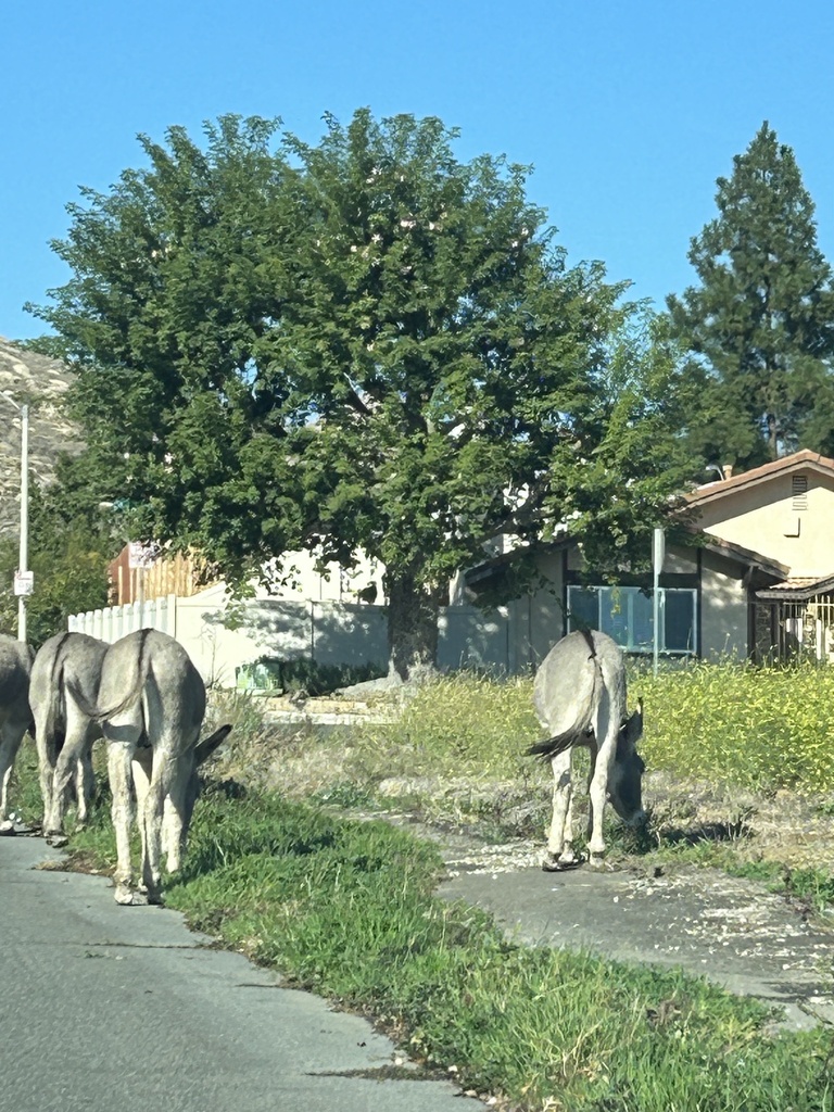 Donkey from Magnolia Ave, Riverside, CA, US on December 1, 2023 at 01: ...