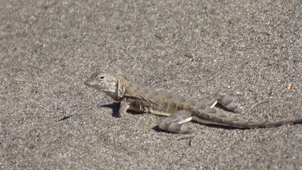 Cachora Arenera desde La Paz, B.C.S., México el sábado, 11 de noviembre ...