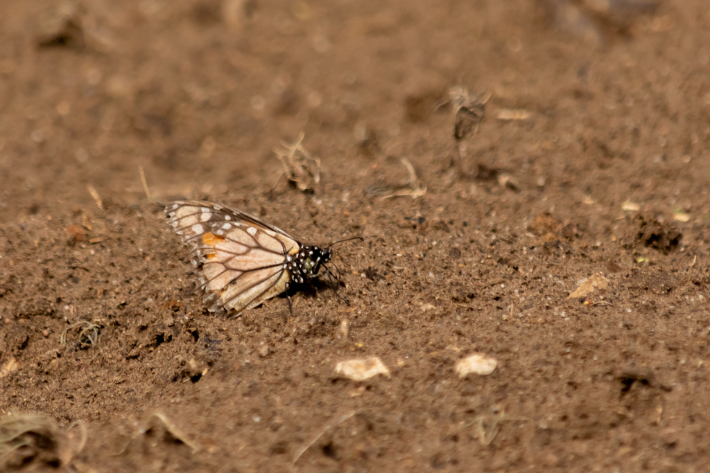 Southern Monarch from Puán, Provincia de Buenos Aires, Argentina on ...