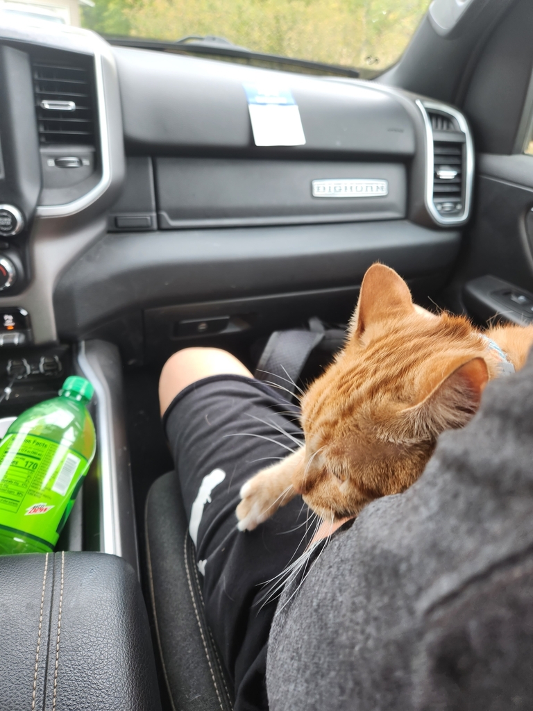 Domestic Cat from La Valle, WI, USA on September 16, 2023 at 03:07 PM ...