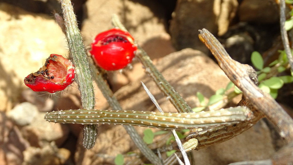 Dahlia-Root Cereus from La Paz, B.C.S., México on October 10, 2023 at ...