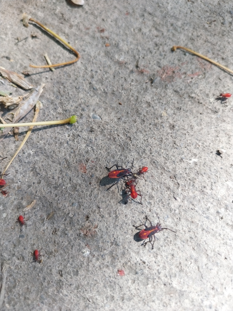 Eastern Boxelder Bug from PC396-Camino El Alba / Esq. Vital Apoquindo ...
