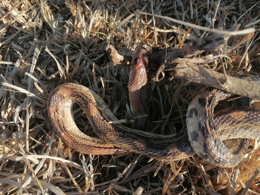 Mexican Bull Snake from Centro, Atotonilco el Grande, Hgo., México on ...