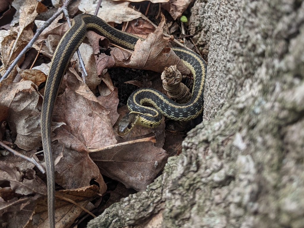 Common Garter Snake from Rouge, Toronto, ON, Canada on May 5, 2023 at ...
