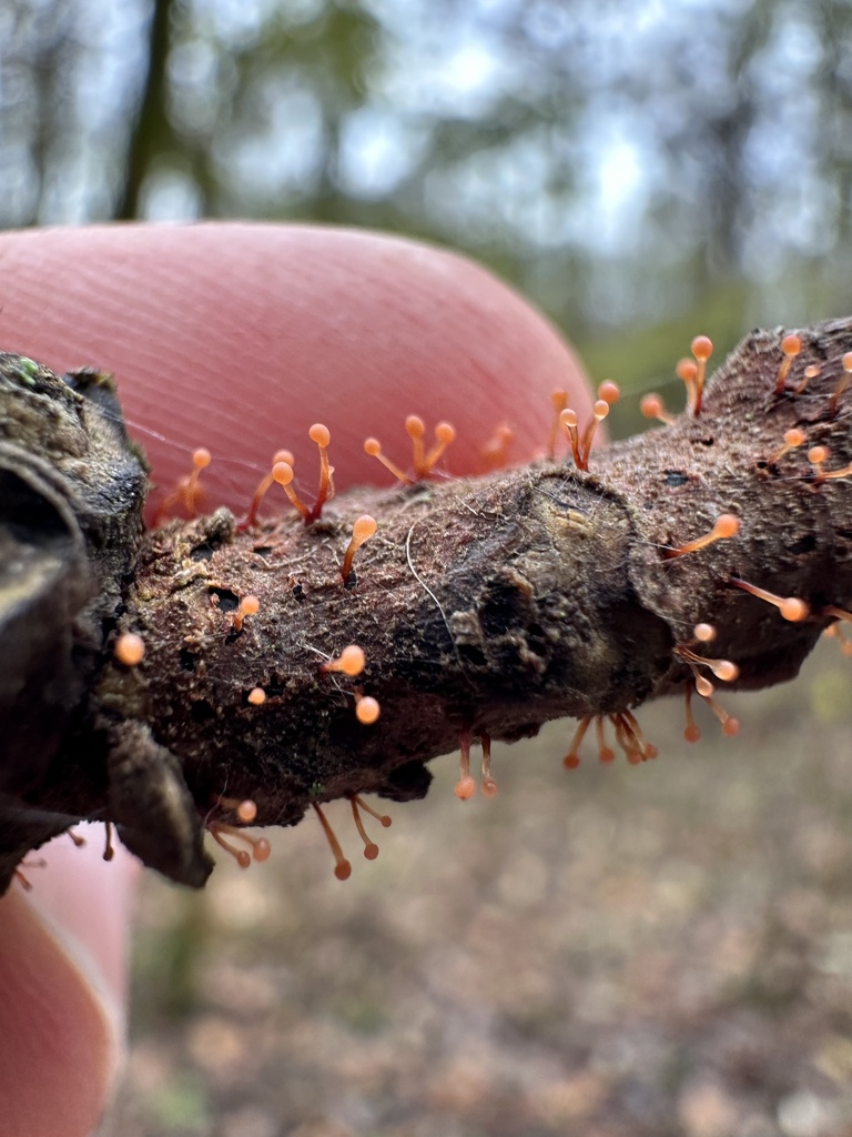 Nectria pseudotrichia from Meeman-Shelby Forest State Park, Memphis, TN ...