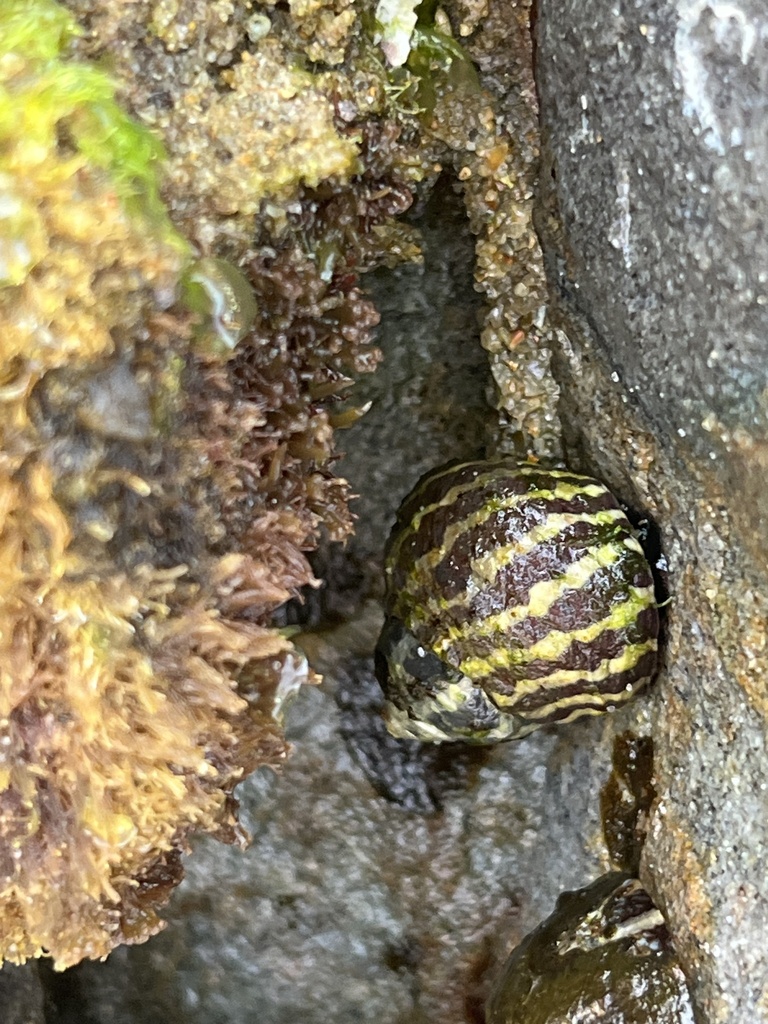 Zebra Top Snail from Coral Sea, Noosa Heads, QLD, AU on December 3 ...