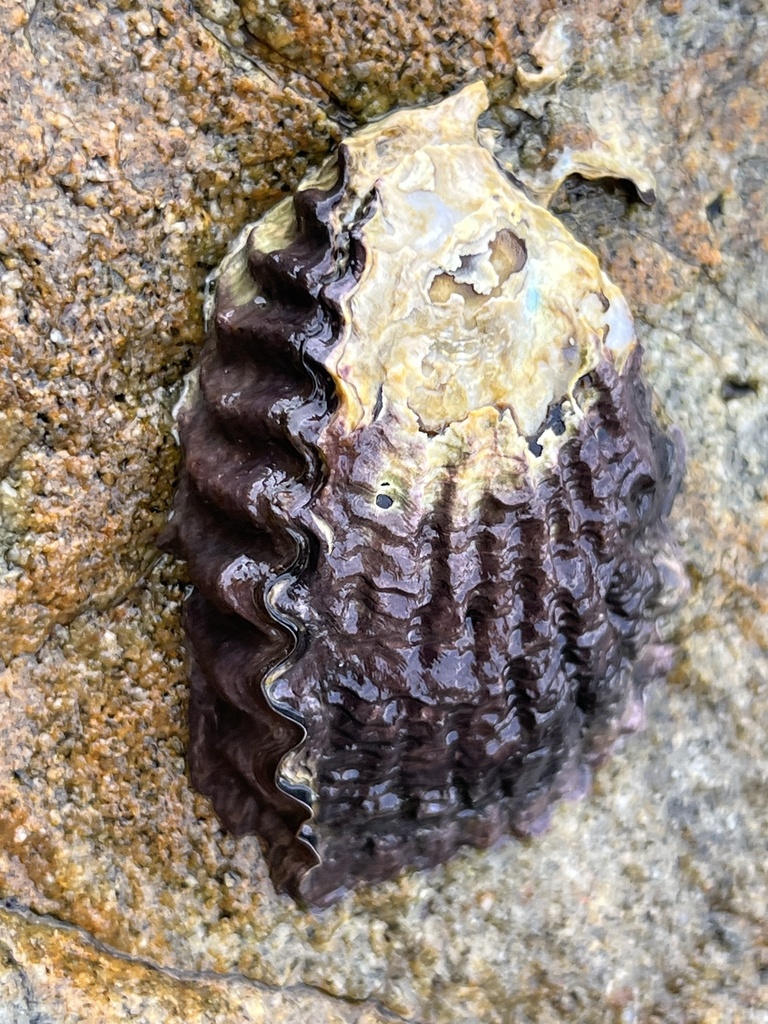 Saccostrea scyphophilla from Sunrise Beach, Sunshine Beach, QLD, AU on ...