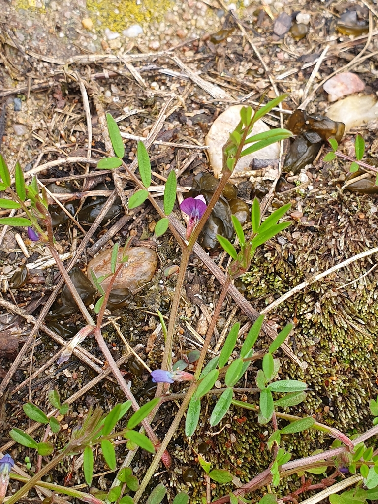 spring vetch from Semice 47, 289 17 Semice, Česko on April 18, 2023 at ...