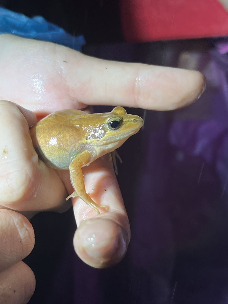 Taipa Frog in December 2023 by Summer Wu · iNaturalist