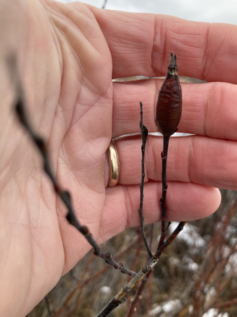 willow beaked-gall midge from Kawartha Lakes, Ontario, Canada on ...