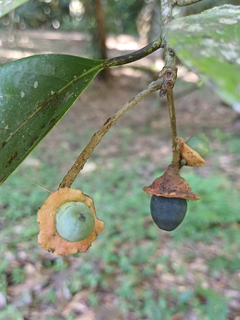 Licaria capitata from Cayo, BZ on December 2, 2023 at 09:16 AM by ...