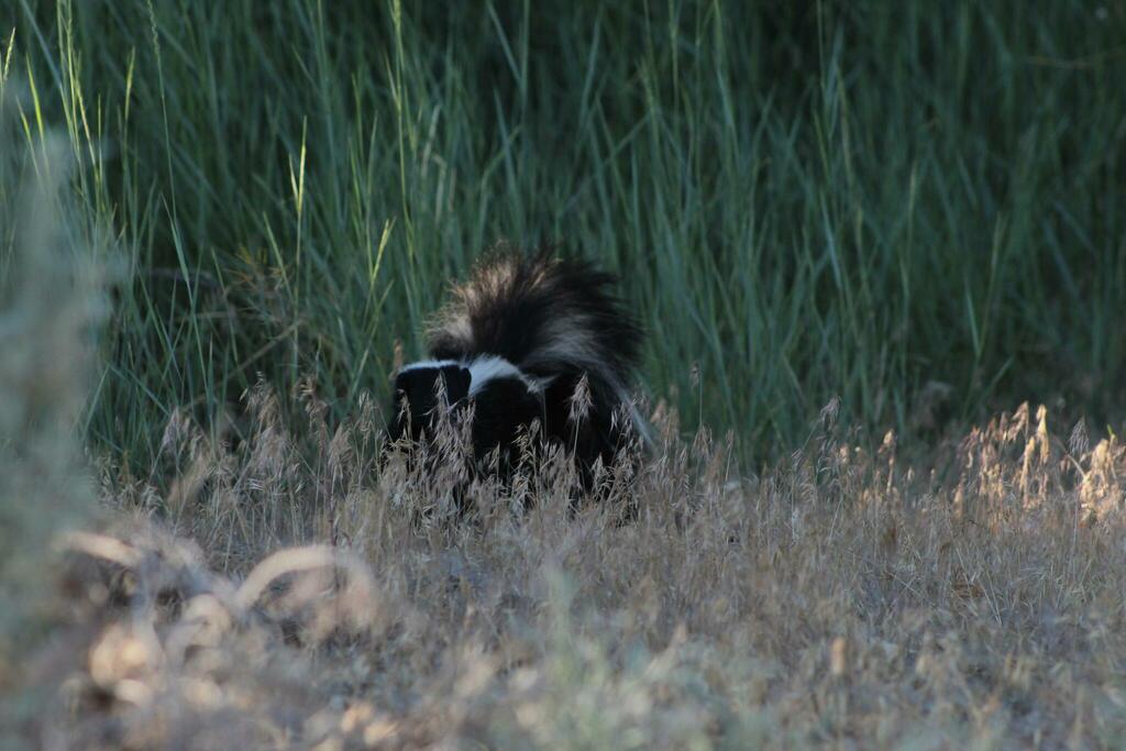 Striped Skunk from Churchill County, NV, USA on May 28, 2020 at 06:08 ...