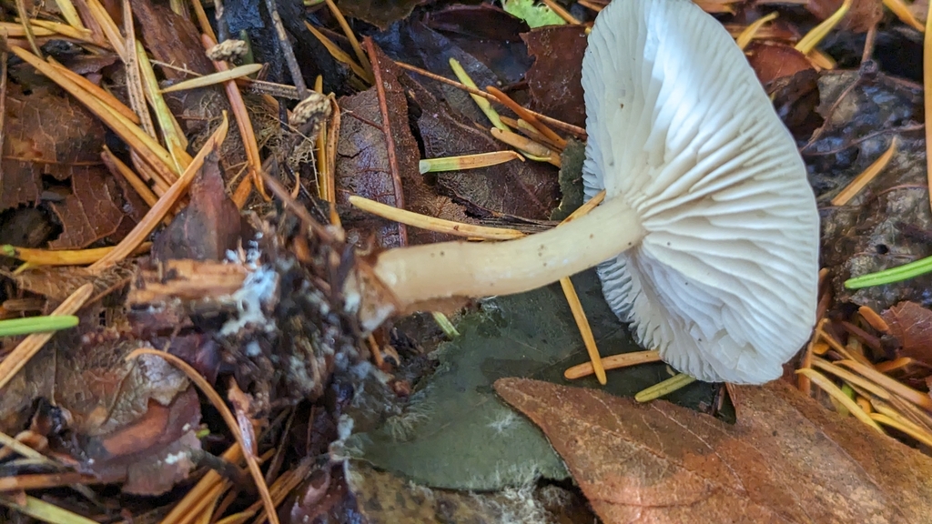 Fragrant Funnel from Poulsbo, WA 98370, USA on November 8, 2023 at 10: ...