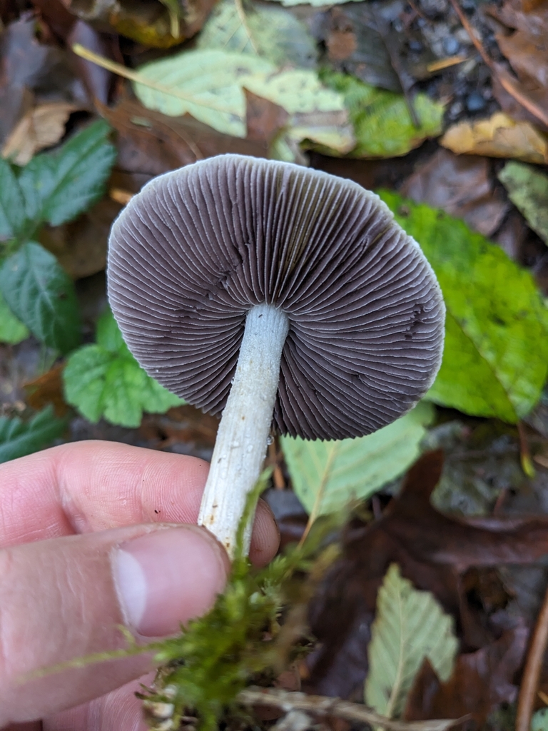 Questionable Stropharia in December 2023 by thomasxcefc · iNaturalist