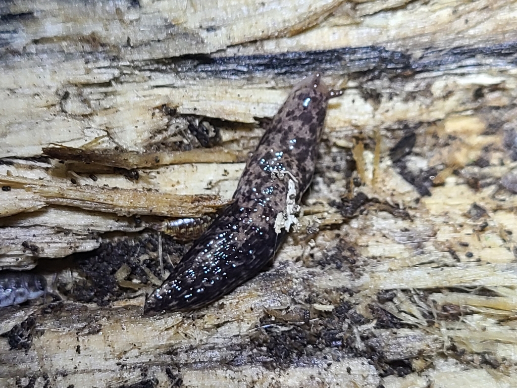 Milky Slug from Moccasin Trail Park on December 2, 2023 at 05:03 PM by ...