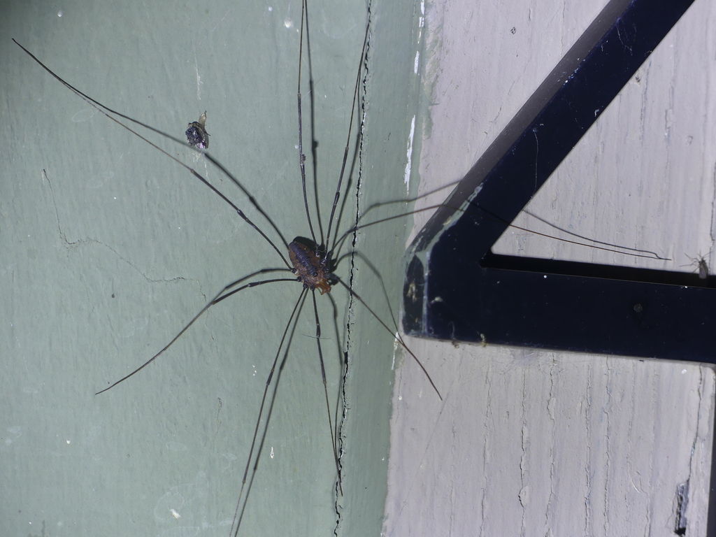 Eastern Harvestman from Lucas County, OH, USA on August 18, 2023 at 10: ...