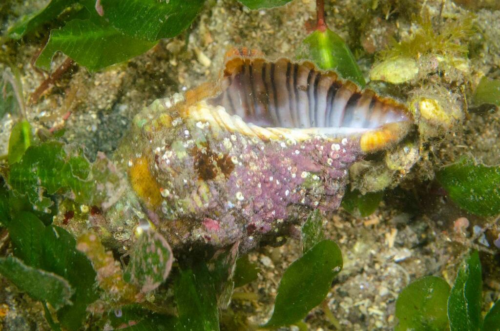 Spengler's Trumpet Snail from Nelson Bay NSW 2315, Australia on ...