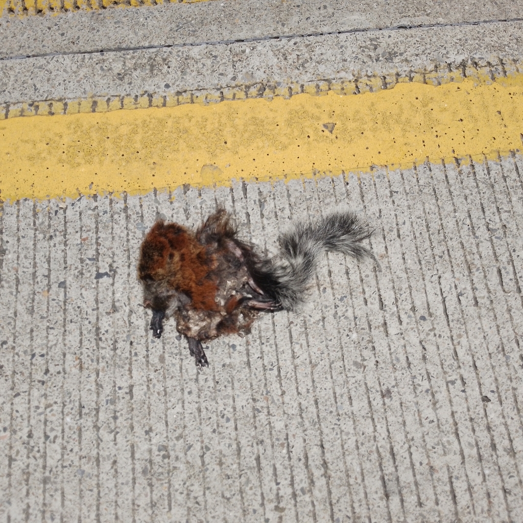 Southern Amazon Red Squirrel on November 28, 2023 at 11:24 AM by ...