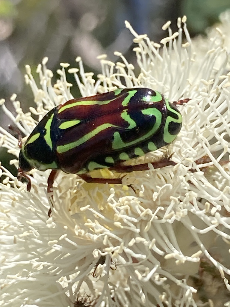 Fiddler Beetle from Ku-ring-gai Chase National Park, North Turramurra ...