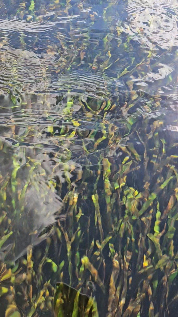 Eelgrasses from O'Brien, FL 32071, USA on November 18, 2023 at 12:15 PM ...