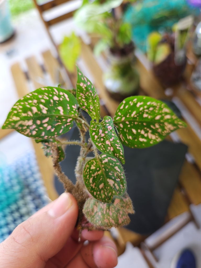 Polka Dot Plant from Ipswich on December 3, 2023 at 01:05 PM by Trace ...