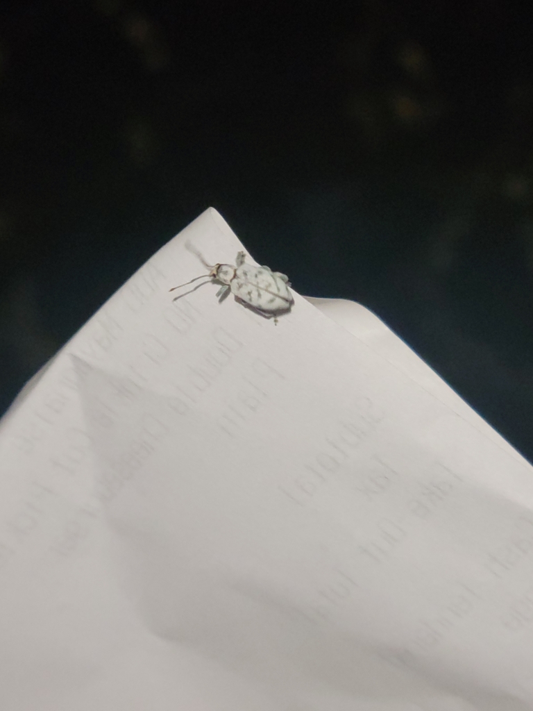 Sri Lanka Weevil in December 2023 by Olivia · iNaturalist