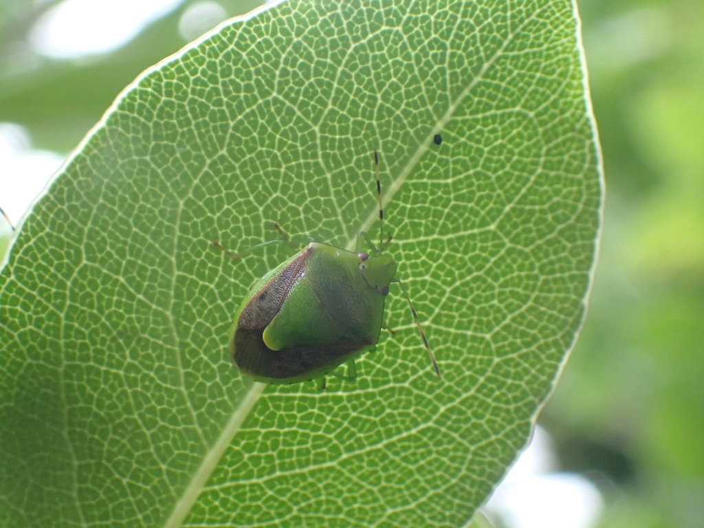 Oriental Stink Bug from Goya, Okinawa, 904-0021, Japan on June 18, 2023 ...