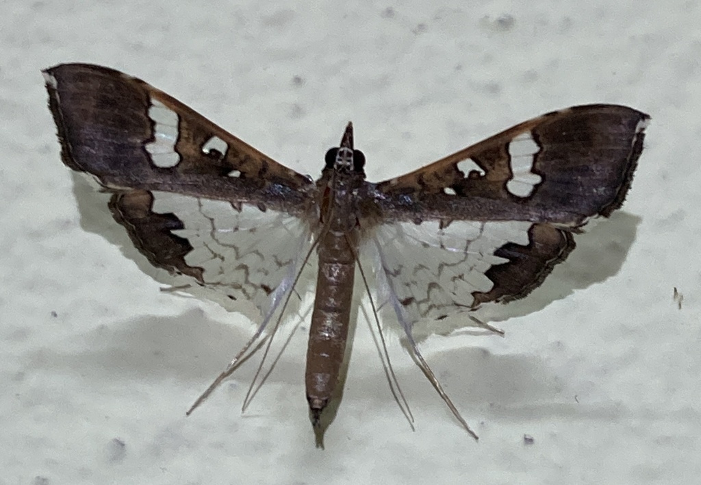Mung Bean Moth from Moloundou, East, CM on December 2, 2023 at 10:34 PM ...